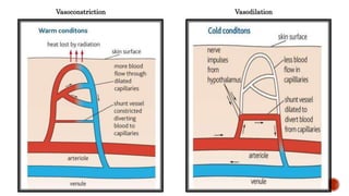 Thermoregulation and thermoregulatory functions in humans and other ...