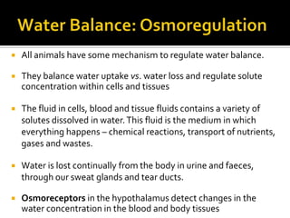 Thermoregulation and osmoregulation (bd) | PPTX