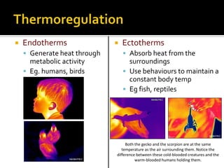 Thermoregulation and osmoregulation (bd) | PPTX