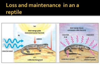 Thermoregulation and osmoregulation (bd) | PPTX