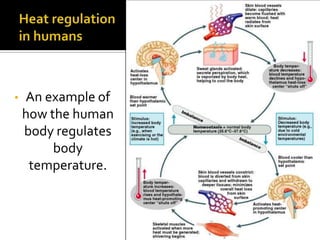 Thermoregulation and osmoregulation (bd) | PPTX