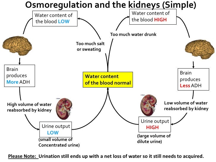 Thermoregulation and osmoregulation (bd)