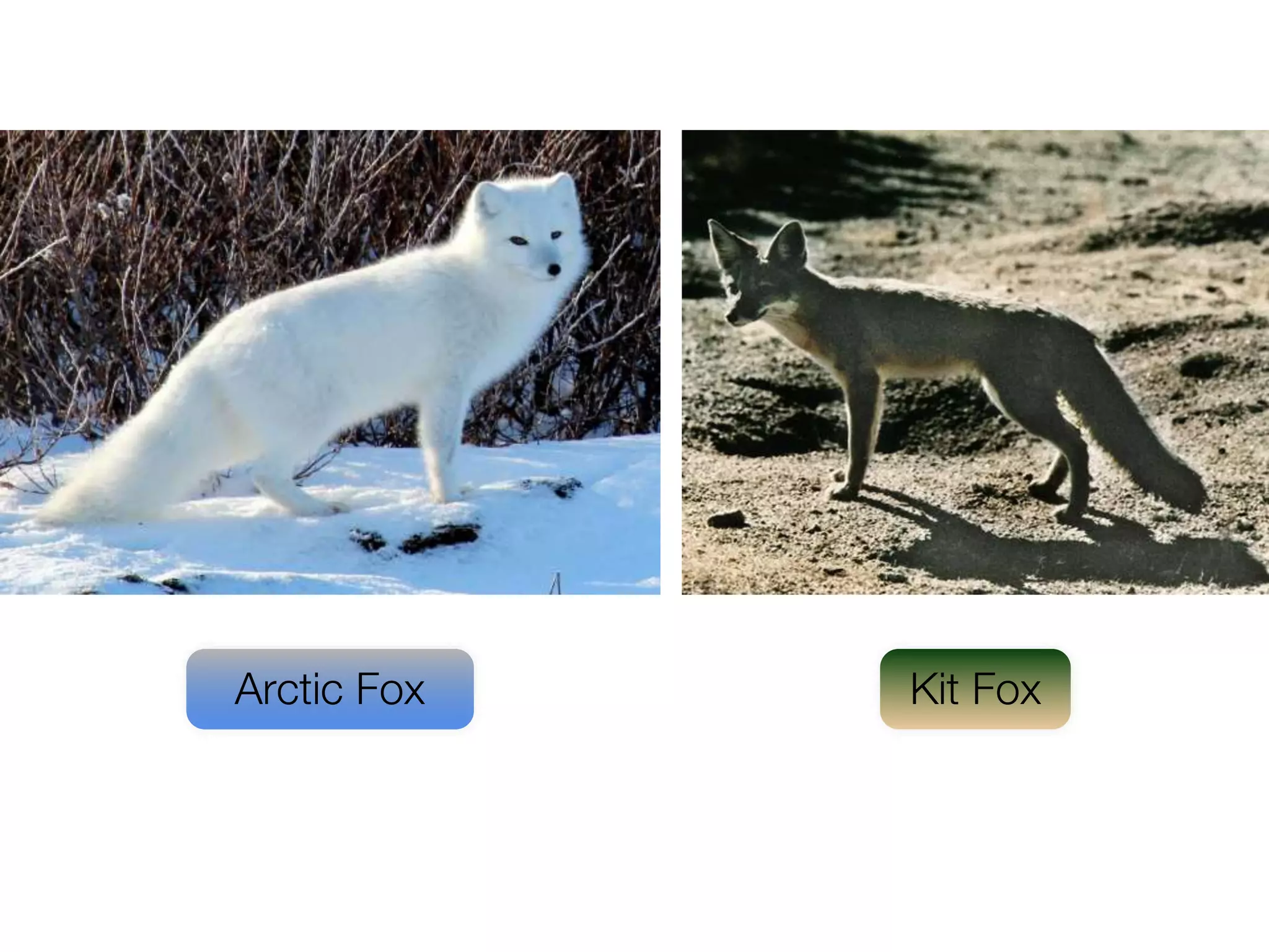 Visual aids for thermoregulation and ratio of surface area to-volume | PPTX