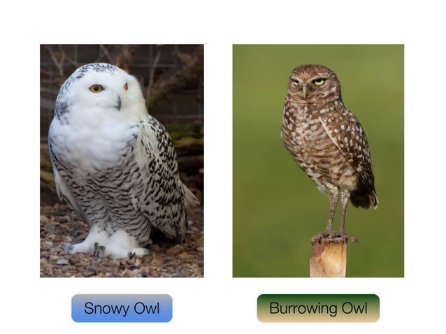 Visual aids for thermoregulation and ratio of surface area to-volume | PPT