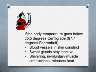 The Skin's Role in the Homeostasis of Body Temperature | PPTX