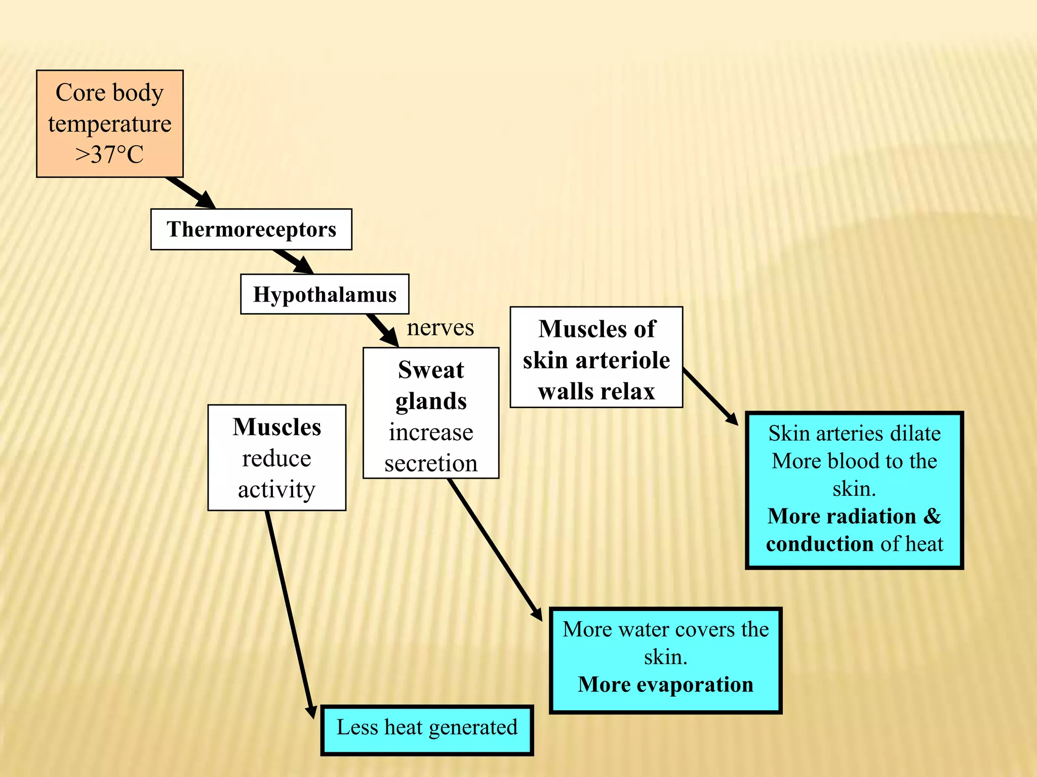 Thermoregulation control of body temperature | PPTX