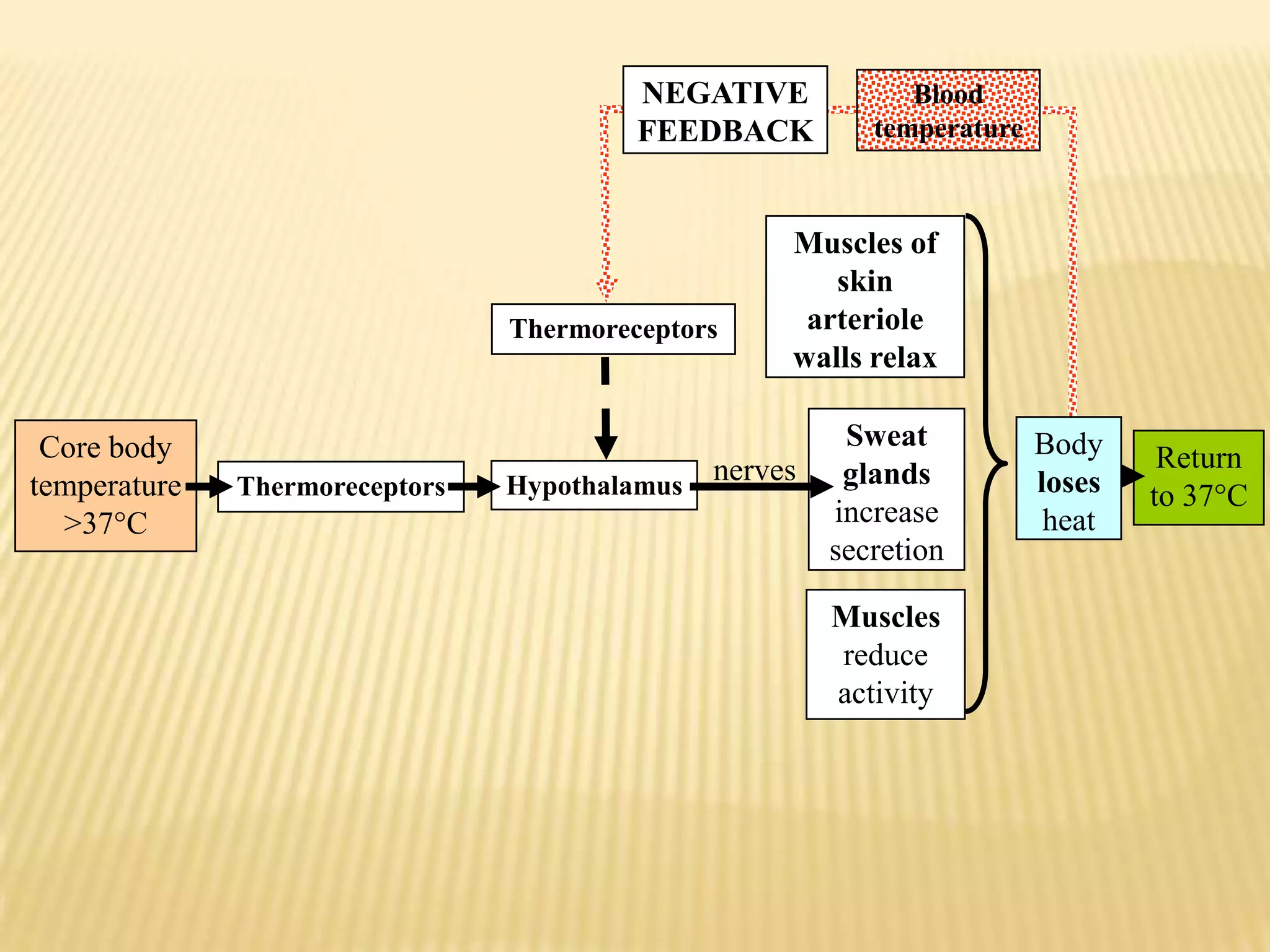 Thermoregulation control of body temperature | PPTX