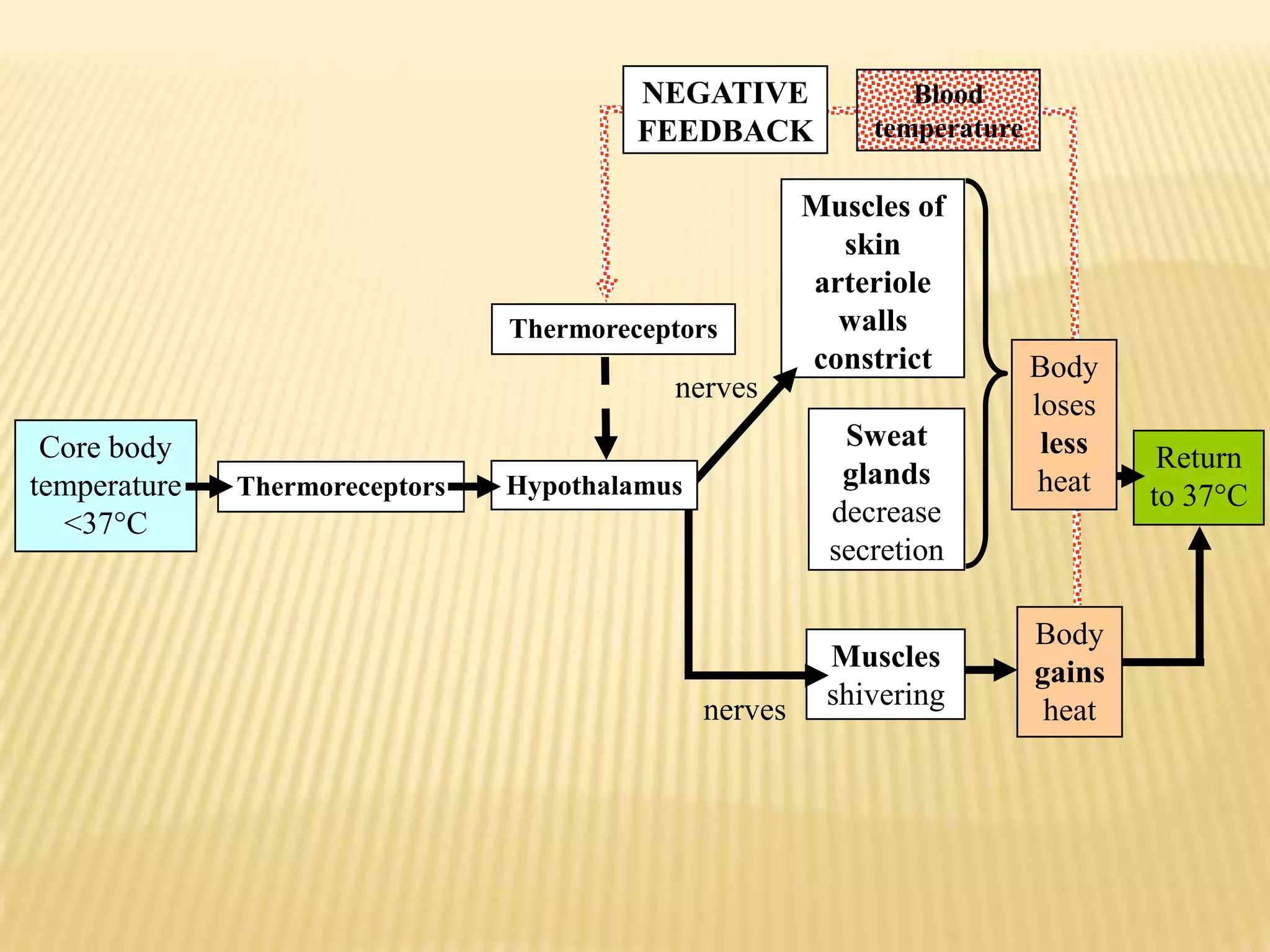 Thermoregulation control of body temperature | PPTX