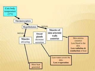 Thermoregulation control of body temperature | PPTX