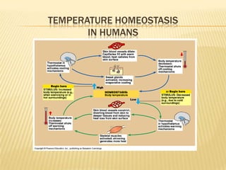Thermoregulation control of body temperature | PPTX