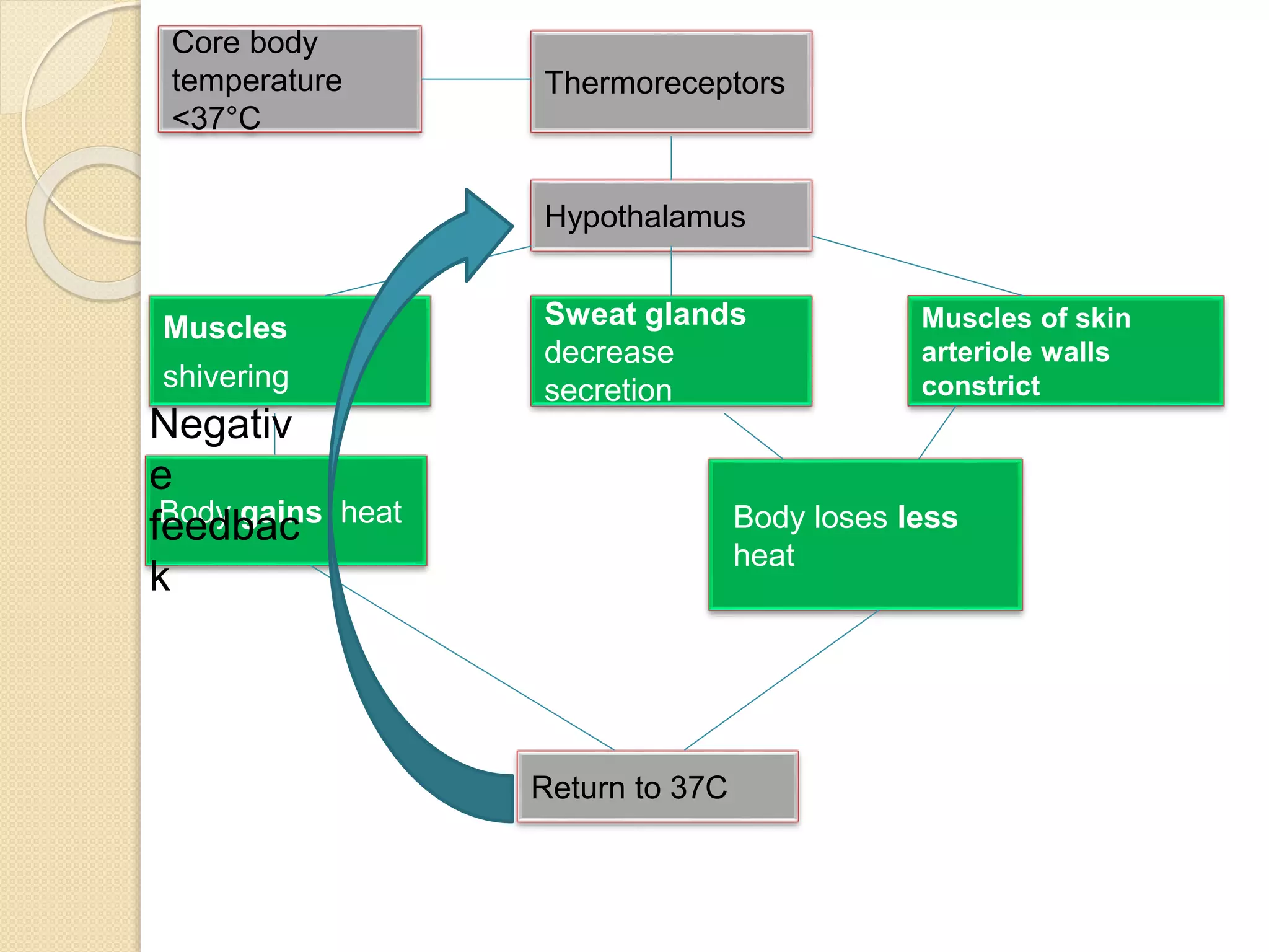Thermoregulation & Hypothermia | PPTX