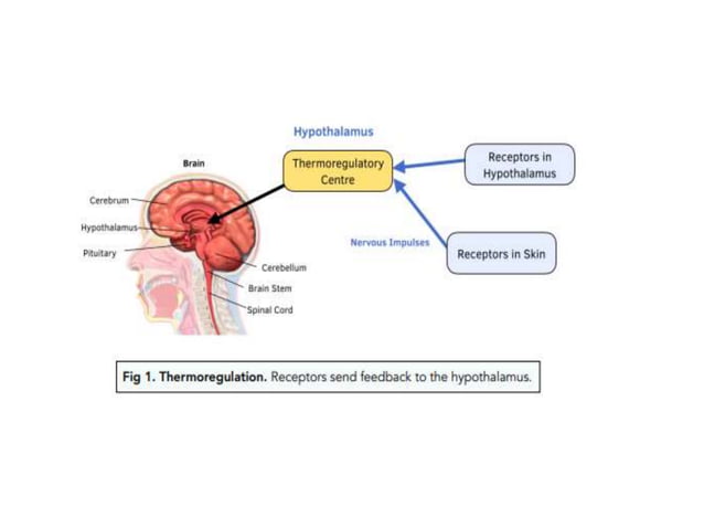 Thermoregulation in human body and heat transfer in machine.pptx