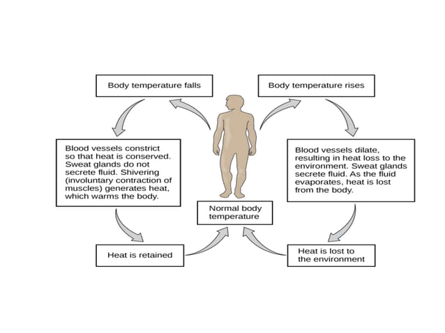 Thermoregulation in human body and heat transfer in machine.pptx