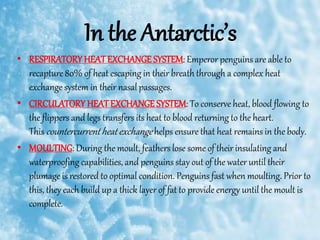 Thermoregulatory adaptions in penguins | PPTX