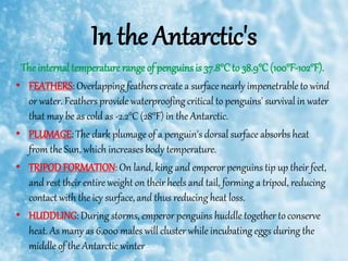 Thermoregulatory adaptions in penguins | PPTX