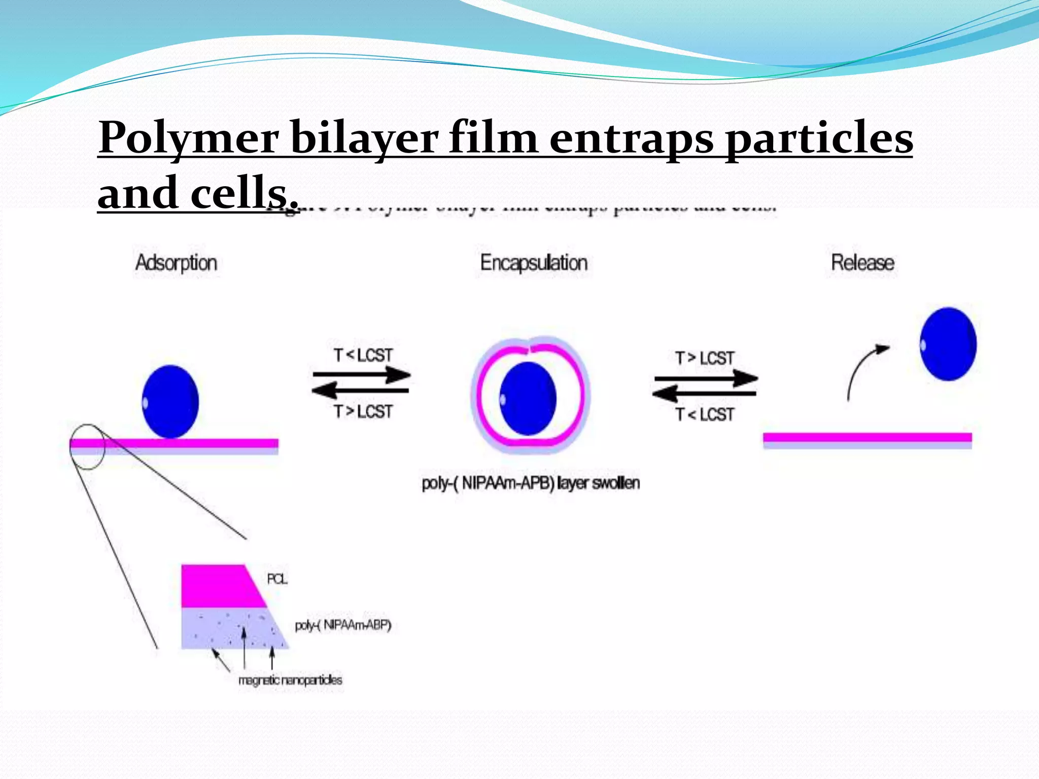 Thermoresponsive polymers for biomedical applications | PPTX