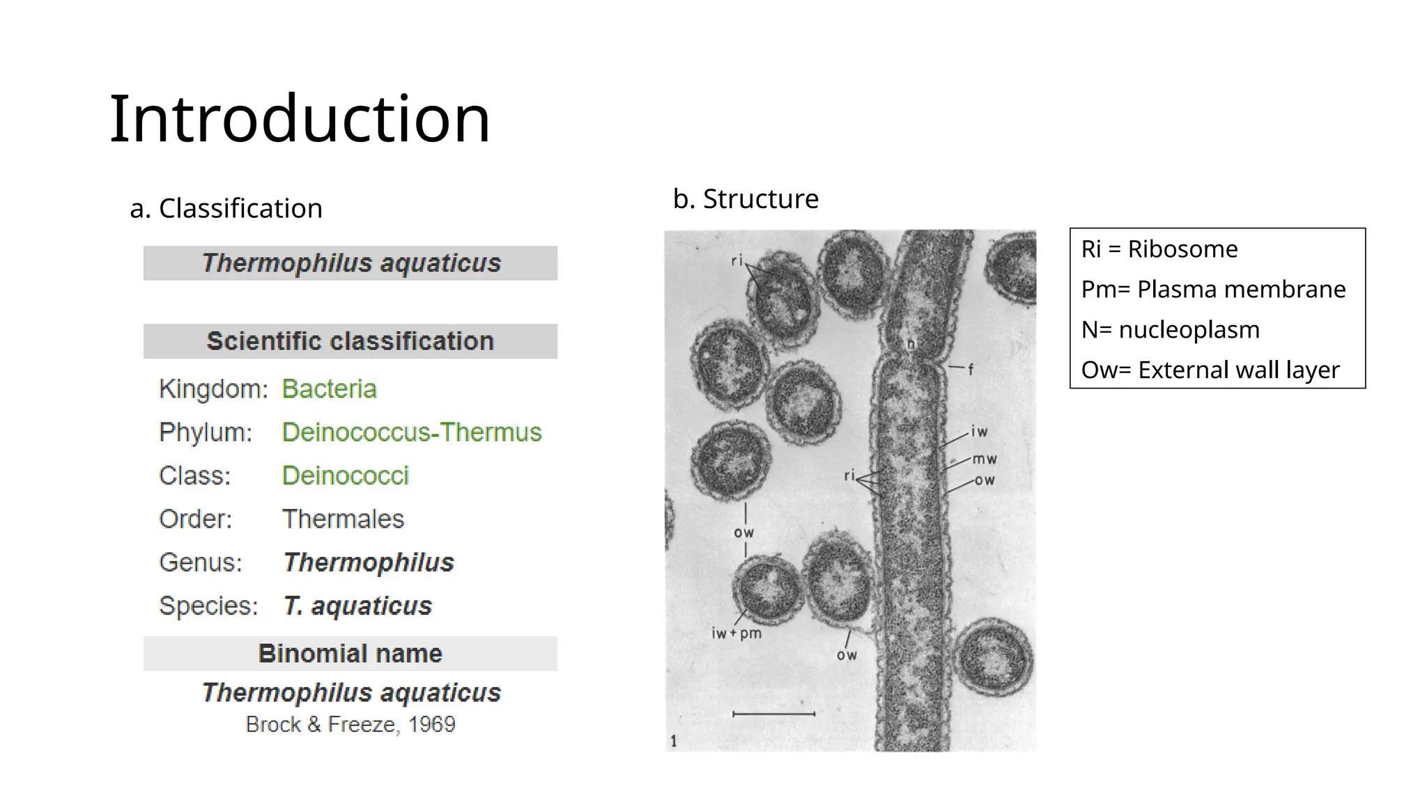 Thermus_aquaticus taq polymeraseeee.pptx