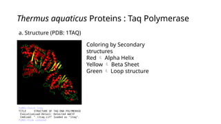 Thermus_aquaticus taq polymeraseeee.pptx | Chemistry | Science