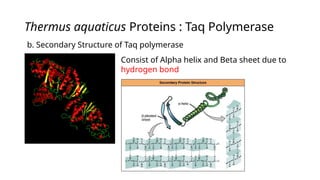 Thermus_aquaticus taq polymeraseeee.pptx | Chemistry | Science