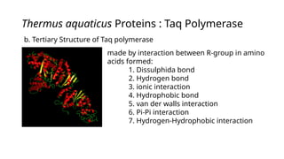 Thermus_aquaticus taq polymeraseeee.pptx | Chemistry | Science