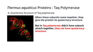Thermus_aquaticus taq polymeraseeee.pptx