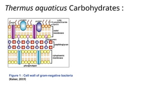 Thermus_aquaticus taq polymeraseeee.pptx | Chemistry | Science