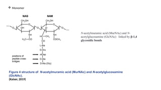 Thermus_aquaticus taq polymeraseeee.pptx