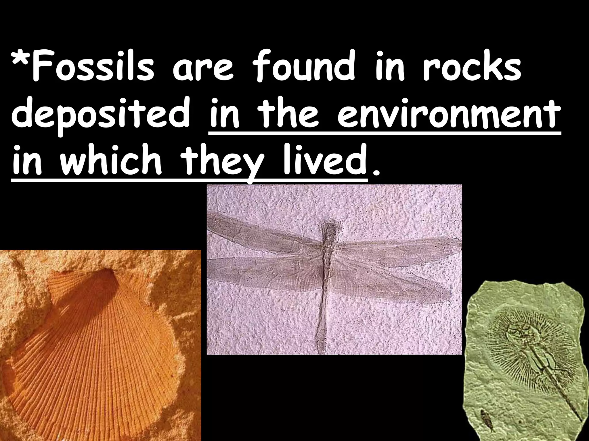 The rock and fossil record | PPTX