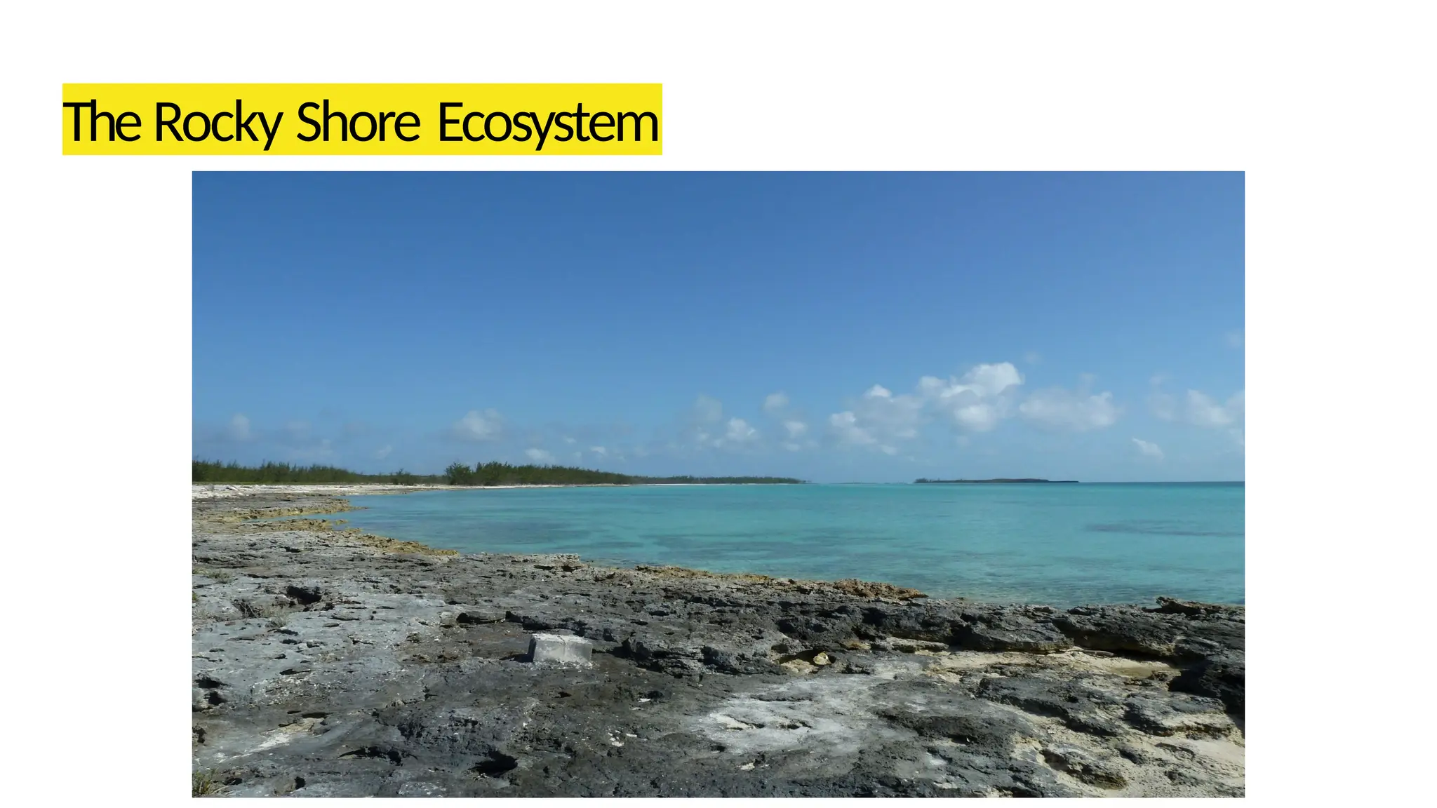 The Rocky Shore Ecosystem PowerPoint.pptx