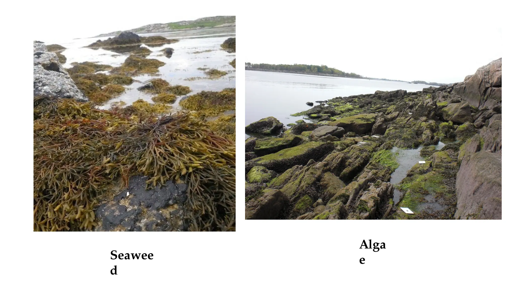 The Rocky Shore Ecosystem PowerPoint.pptx