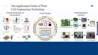 The Role and Application Fields of Plant Cell Engineering Technology.pptx