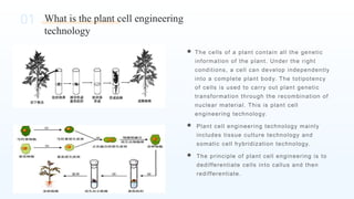 The Role and Application Fields of Plant Cell Engineering Technology.pptx