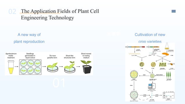 The Role and Application Fields of Plant Cell Engineering Technology.pptx
