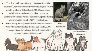 The Role Cats Played in History | PPT