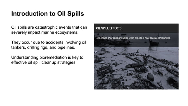 The Role Of Bacteria And Fungi In Cleaning Up Oil Spills.+case Studies ...
