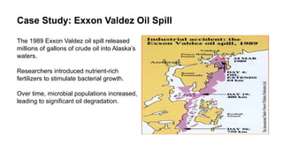 The Role Of Bacteria And Fungi In Cleaning Up Oil Spills.+case Studies ...