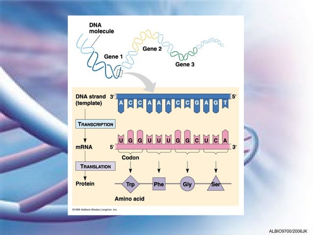 02 The Role of DNA in Protein Synthesis | PPT