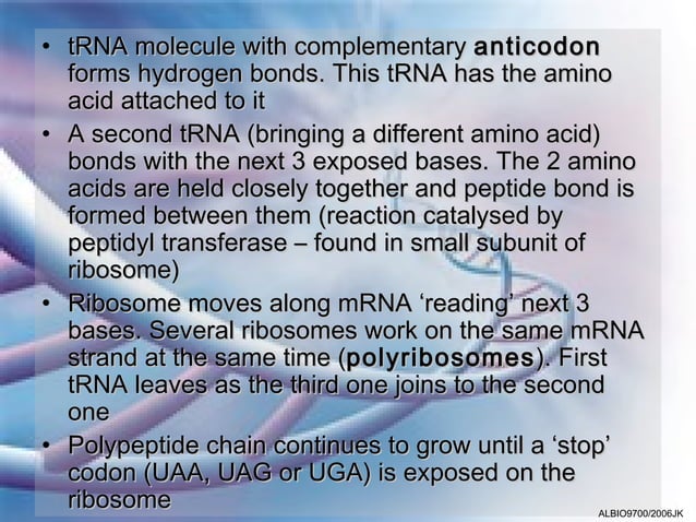 02 The Role of DNA in Protein Synthesis | PPT