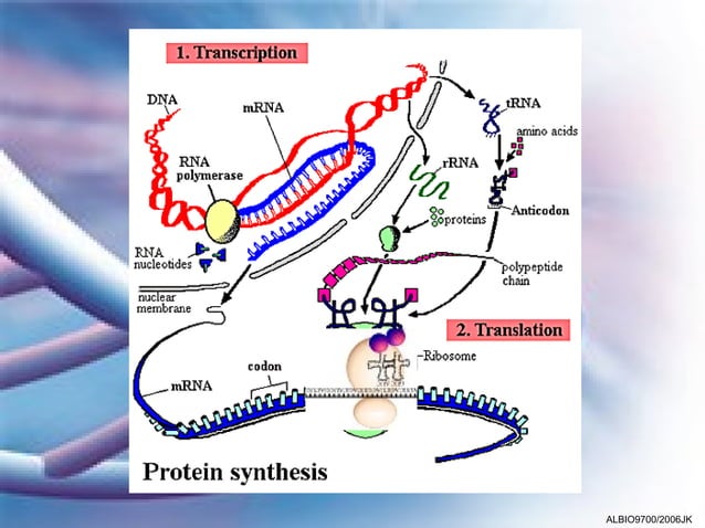 02 The Role of DNA in Protein Synthesis | PPT