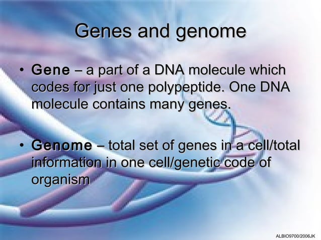 02 The Role of DNA in Protein Synthesis | PPT