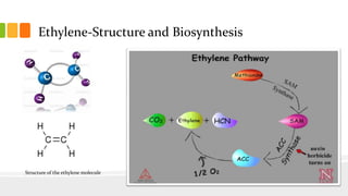 The role of ethylene in post harvest biology | PPTX