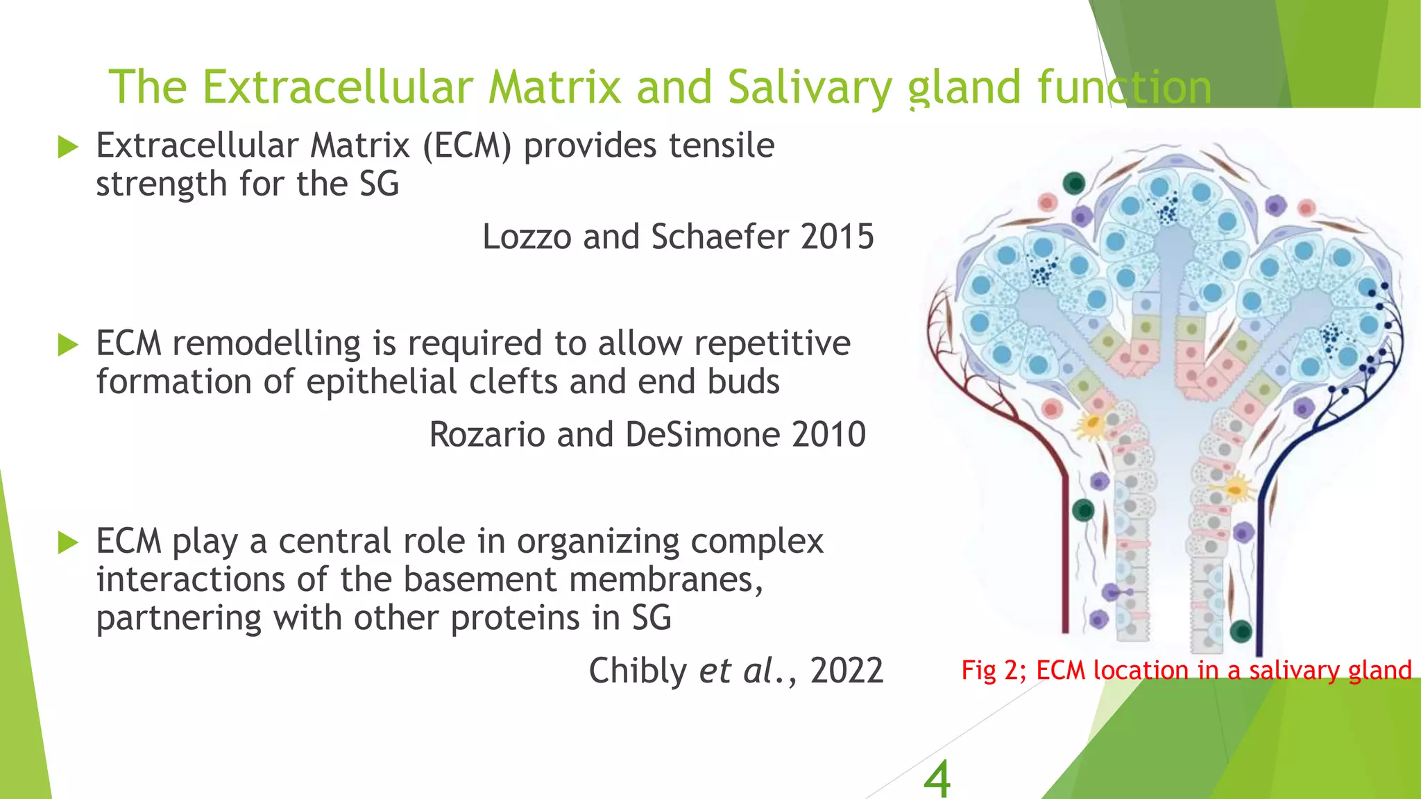 The role of extracellular matrix in the regeneration | PPT
