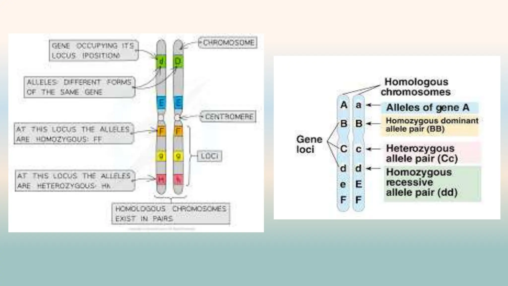 The Role of Genes in Heredity.pptx