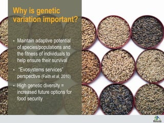 The role of genetic diversity for building resilience for food security ...