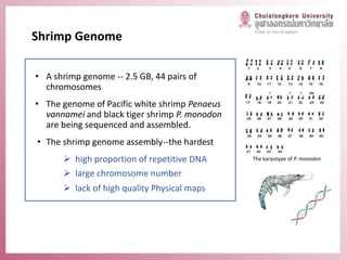 The role of genomics in shrimp improvement. a.tassanakajon | PPTX ...