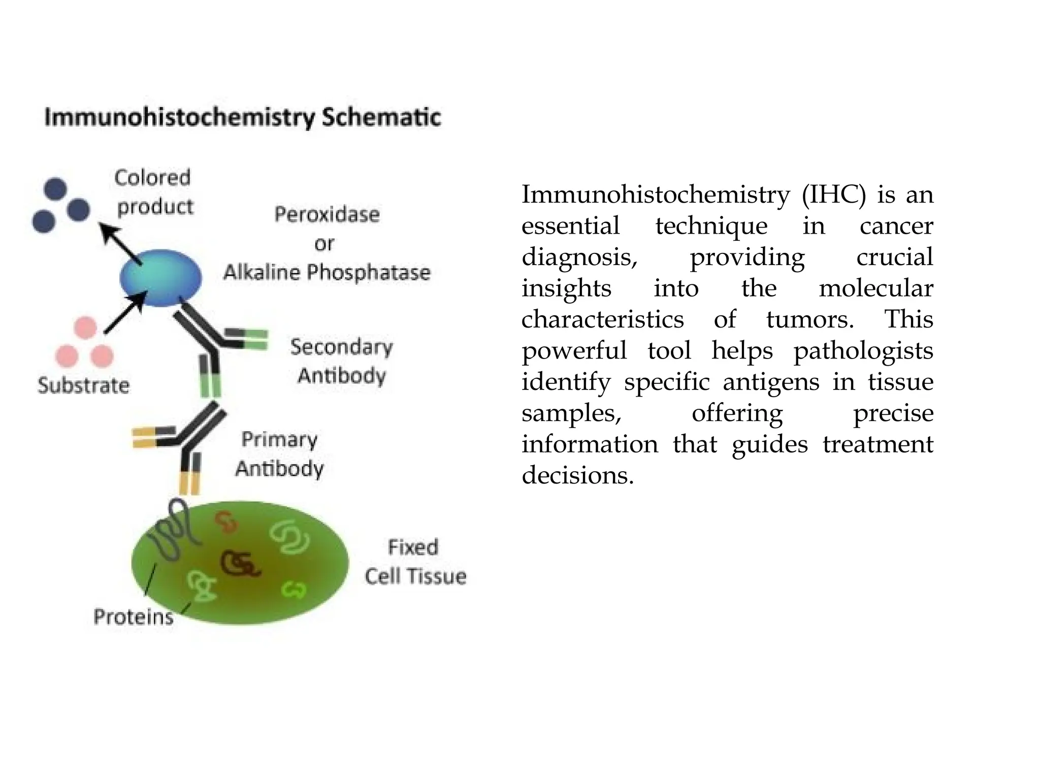 The Role of Immunohistochemistry in Cancer Diagnosis A Step-by-Step ...