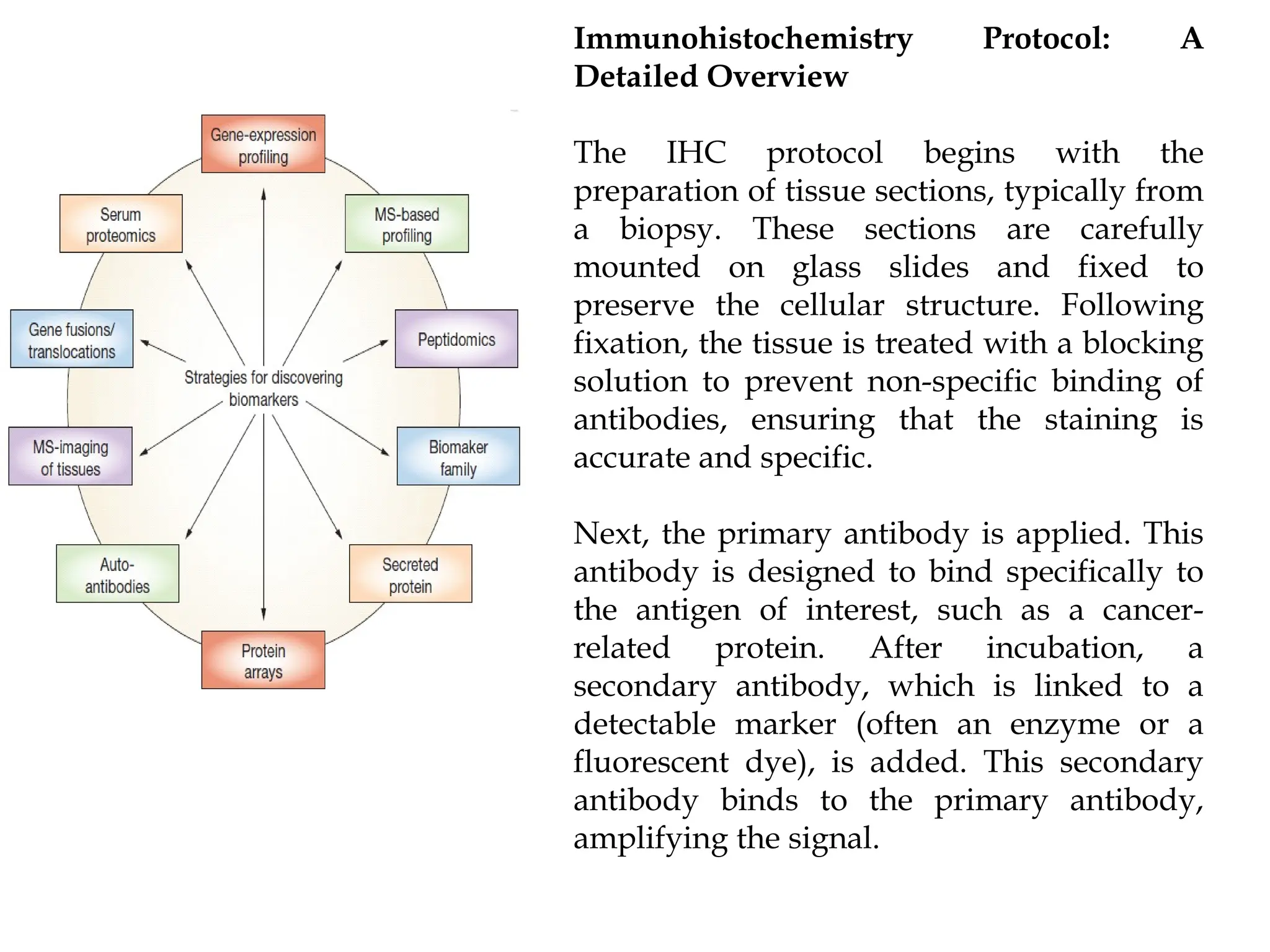 The Role of Immunohistochemistry in Cancer Diagnosis A Step-by-Step ...