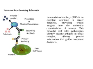 The Role of Immunohistochemistry in Cancer Diagnosis A Step-by-Step ...