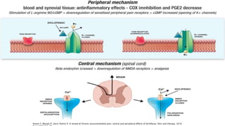 The Role of Ion Channels in Chronic Pain | PPTX