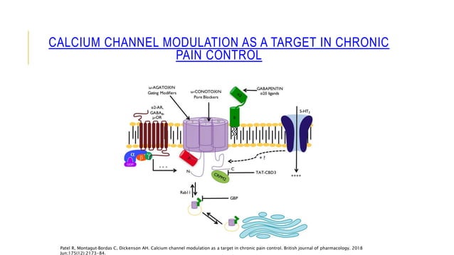 The Role of Ion Channels in Chronic Pain | PPTX